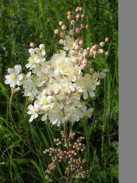 Patchole Herbs, North Devon - Liz Lillicrap, Qualified Medical Herbalist