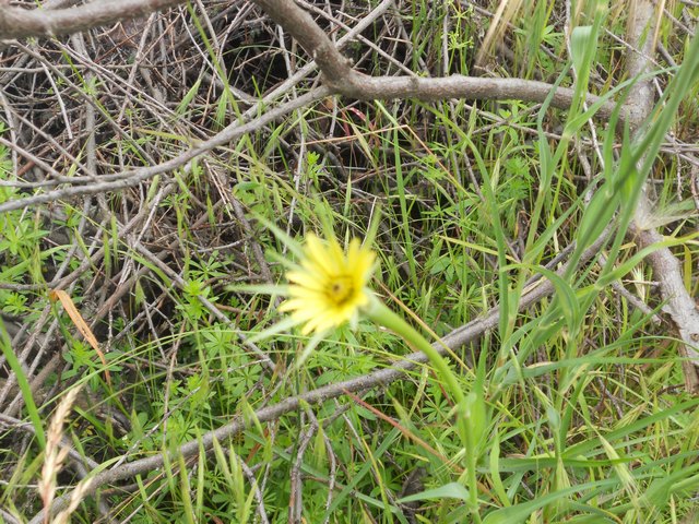 Patchole Herbs, North Devon - Liz Lillicrap, Qualified Medical Herbalist